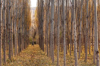 Poplar Trees