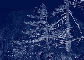 Auctions on objkt.com